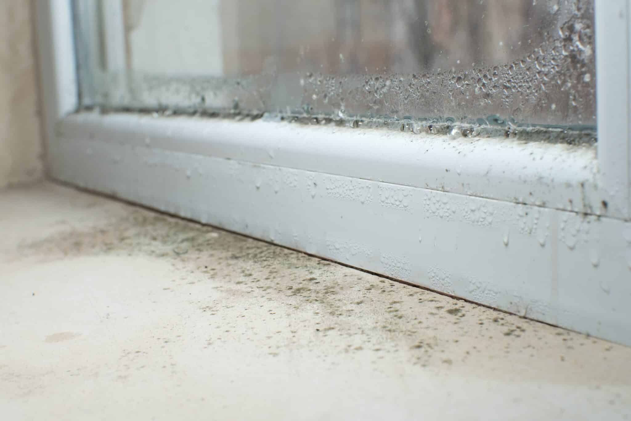 Effective wood protection with boracol: Shielding against fungi, mold ...